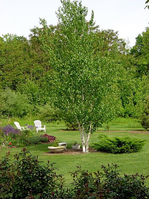 Plant Inventory at 20 Timothy : Betula papyrifera / Paper Birch