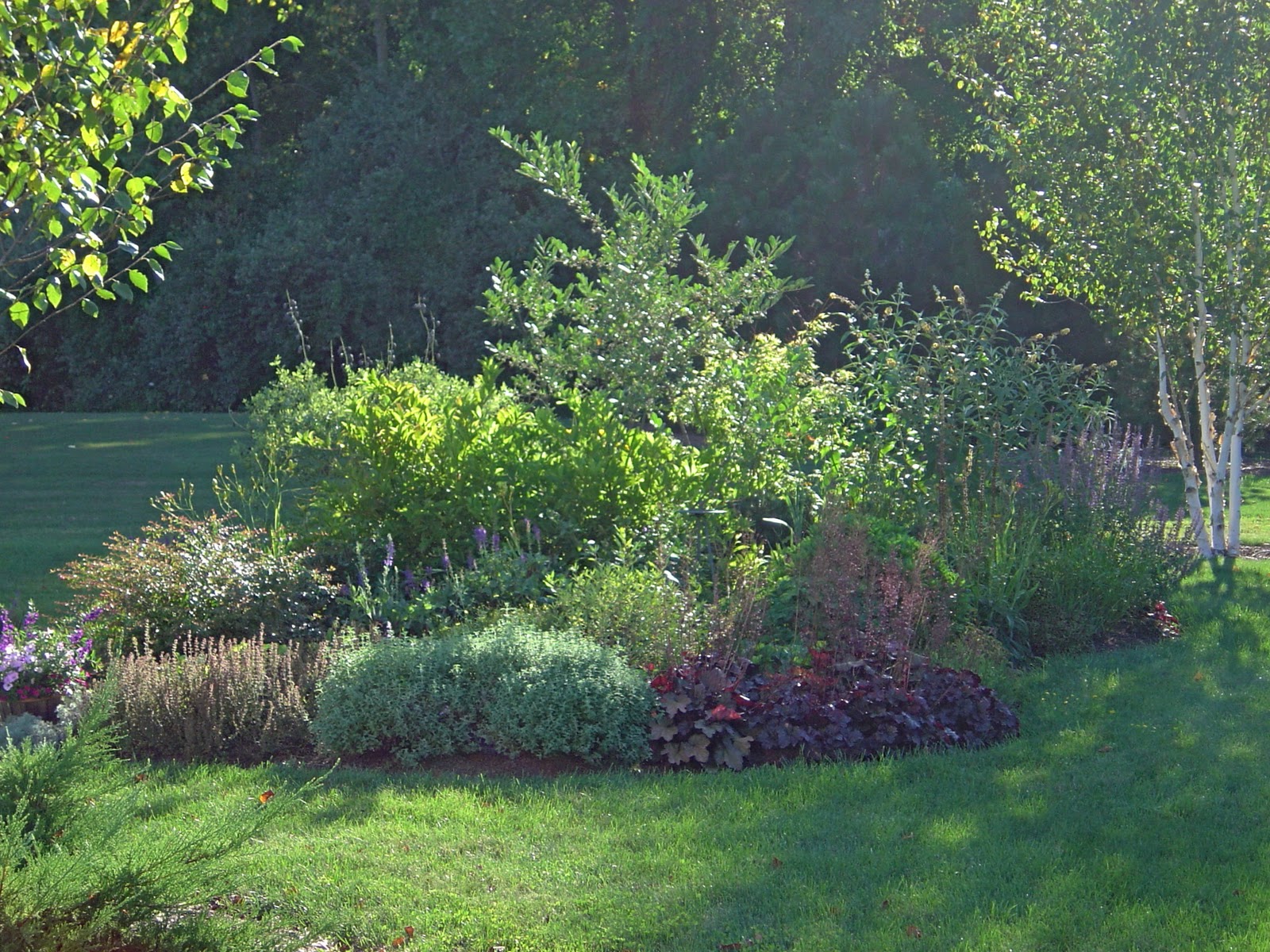 Plant Inventory at 20 Timothy : Birch Garden