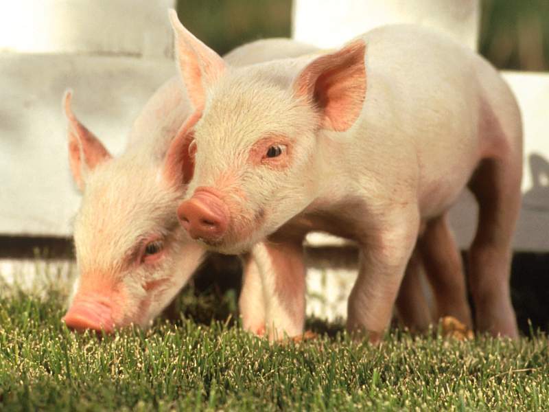 ME-Book Show: Show de porco!!!