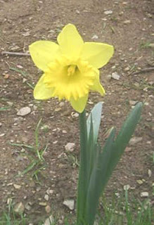LOMAS "LA FLOR DE AMANCAES", CERCA AL CIELO DEL RÍMAC: El paraje más ...