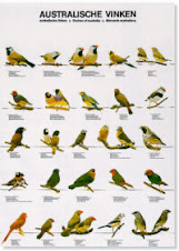 Aves da Vera e do Ricardo: Princesa de Gales