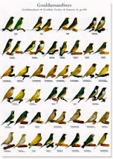 Aves da Vera e do Ricardo: Princesa de Gales