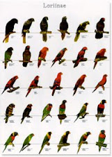 Aves da Vera e do Ricardo: Loris