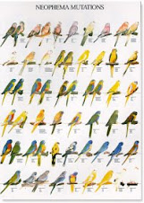 Aves da Vera e do Ricardo: Loris