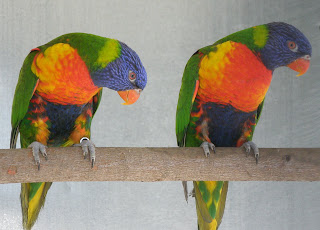 Aves da Vera e do Ricardo: Loris