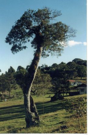 A CADA DIA UM NOVO APRENDIZADO: Imbuia, árvore nativa