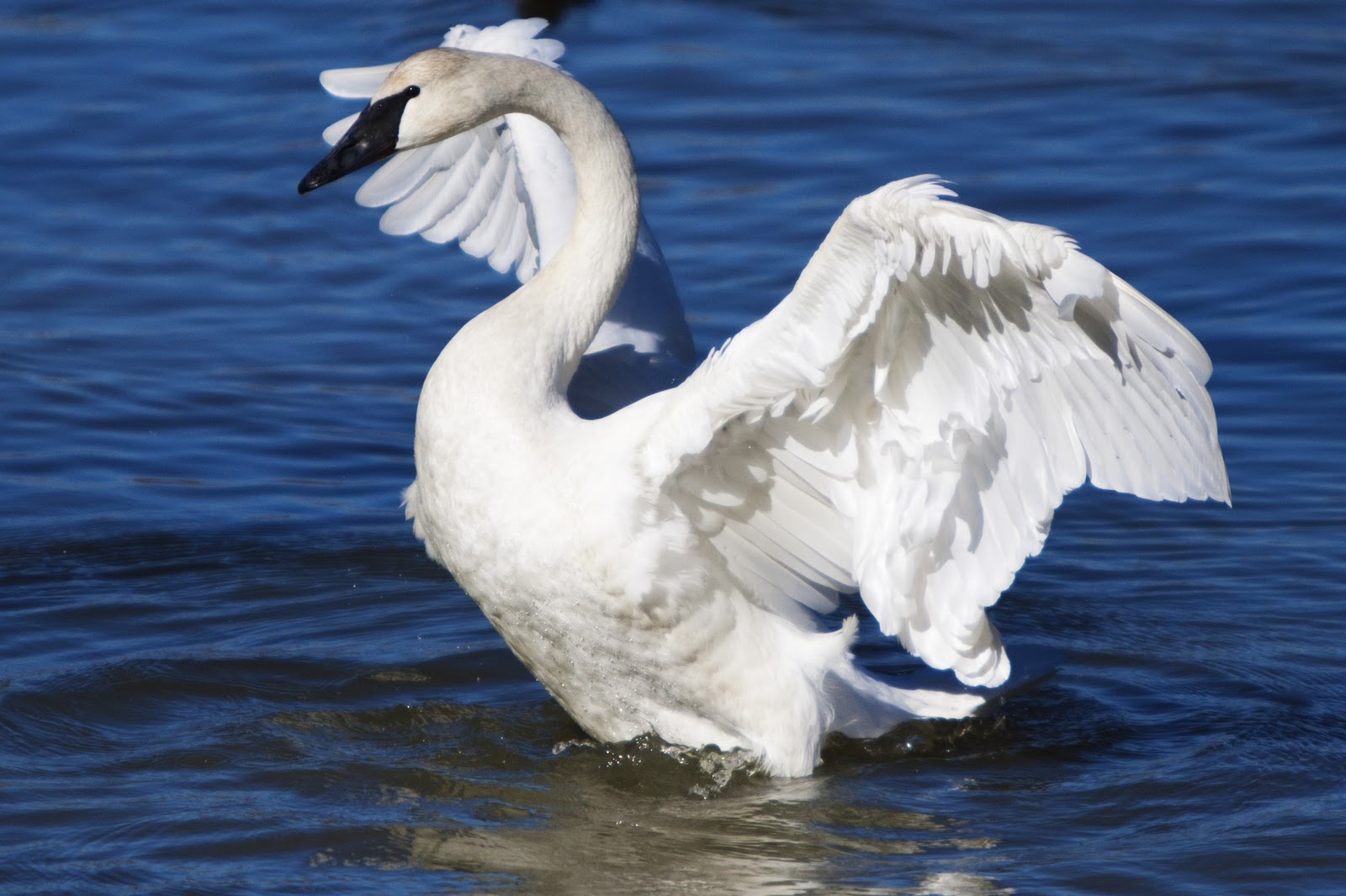 Lady with a Camera: Magness Lake Swans