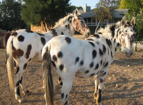 Gray and Grey: Mules, glorious mules