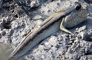 Bagan Nakhoda Omar (BNO): January 2011