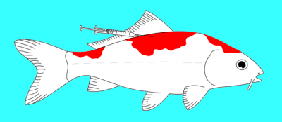 Injecting Koi Fish | Koi Fish Care Info