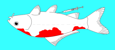 Injecting Koi Fish | Koi Fish Care Info