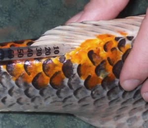 Injecting Koi Fish | Koi Fish Care Info