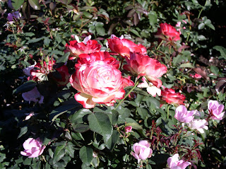 Cantigny Garden Blog: The Rose Garden in the Fall...it's Looking ...