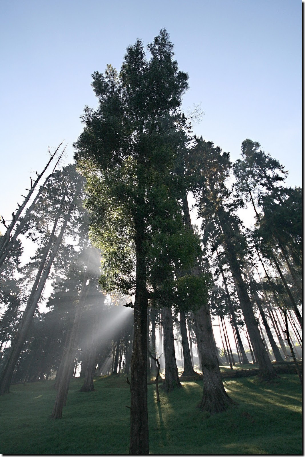 Four Quarter of a Blog: Treescape