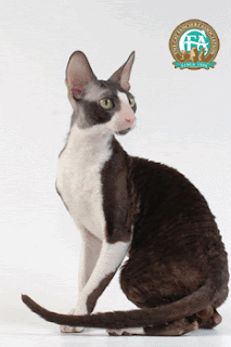 Cat Care: CORNISH REX CAT