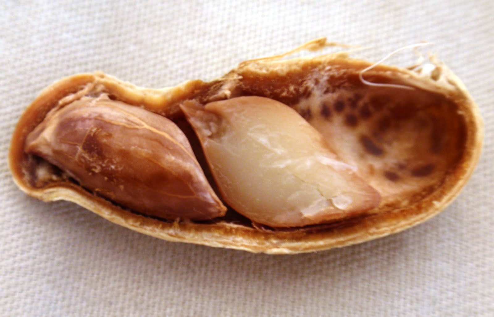 The Razzel Berry: Soggy Peanuts