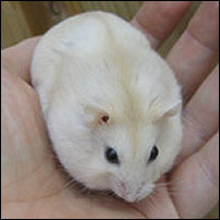 Ardilla o Hamster Ruso