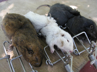 Gopher Traps--Trapline Products: Albino and Melanistic Pocket Gophers