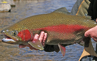 Fly Currents Fishing Report and News: Taylor River