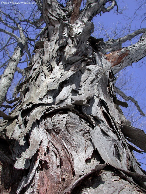 Carnet naturaliste: Caryer ovale, Carya ovata, Shagbark Hickory