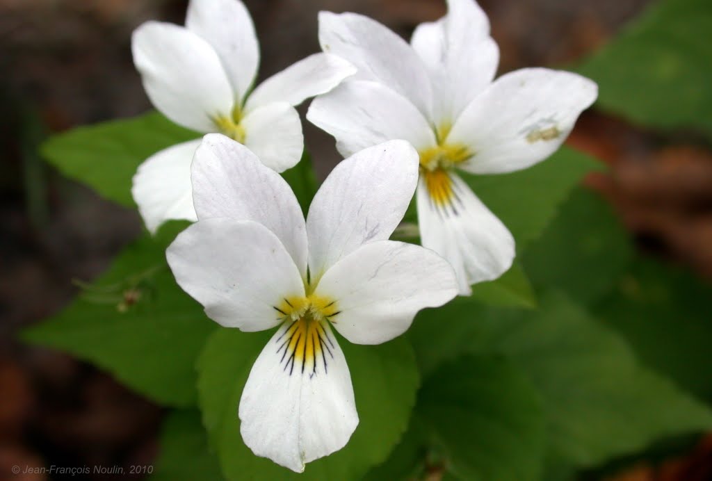 Carnet naturaliste: Violette du Canada, Viola canadensis, Canada Violet