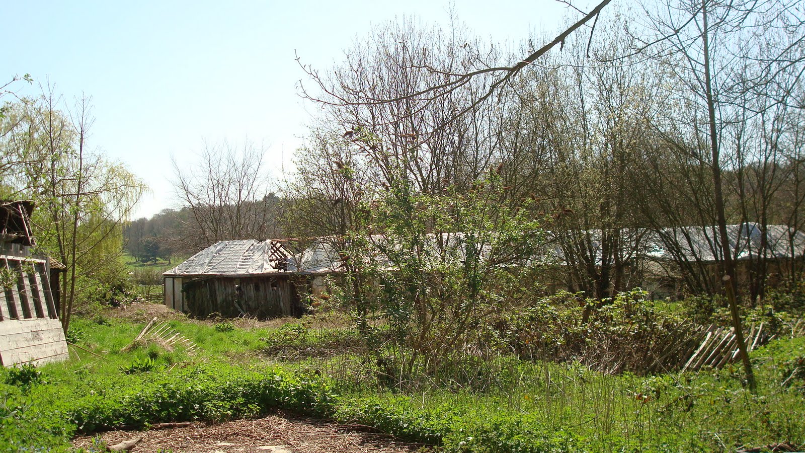 Grace Filby's Pigeon Post: Reigate's horses