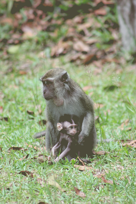Borneo, Kumai River Orangutang Tour