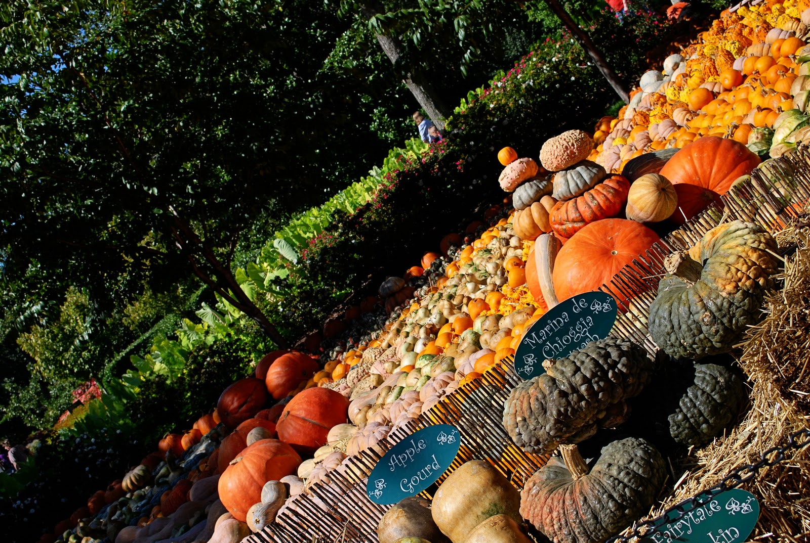 Dallas Arboretum Fall Festival Pictures - Clumsy Crafter