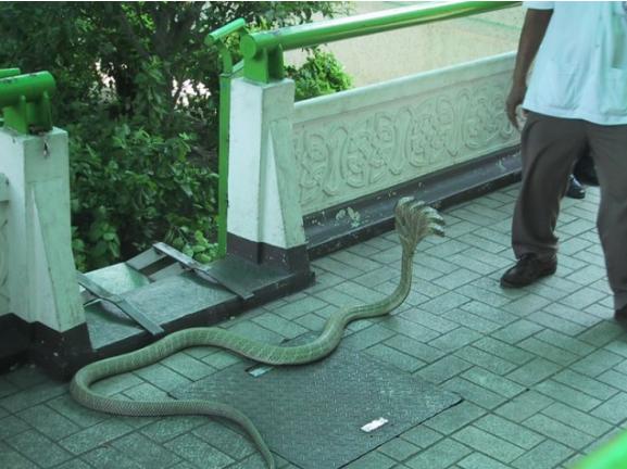 L I T I T: A five headed snake found in Bangalore