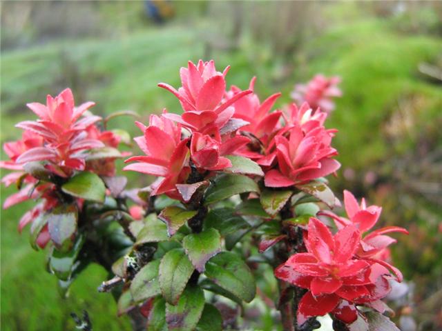 A LOS ORÍGENES: Flora y fauna del Páramo andino