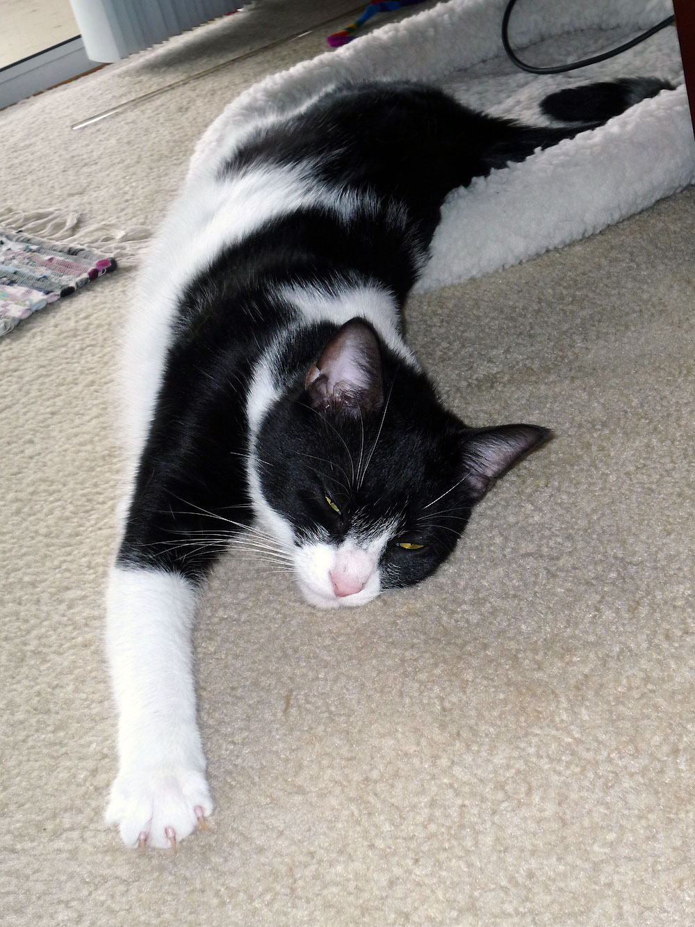 Your Daily Cute: Two Cats Tuesday: Celebration of Outstretched Paw