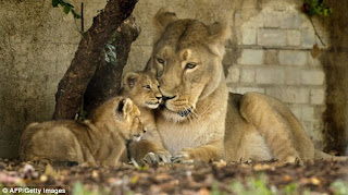 Your Daily Cute: Cute Baby Lions Born!