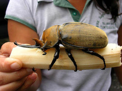 Impressionante – O maior inseto do mundo, simplesmente inacreditavel ...
