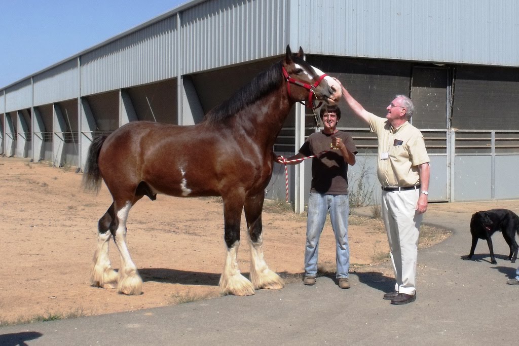 SETNESS TOURS: Up Close with Clydesdales