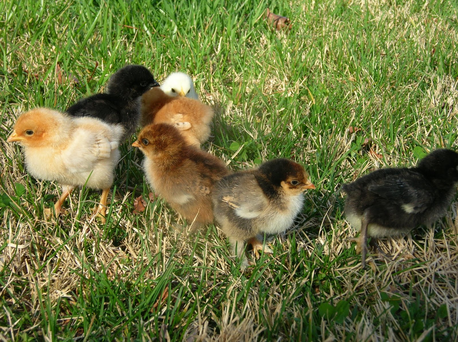 Berry Good Life ~ Farm Girl: Spring = Chicks & Gardens