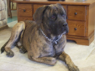 Midwest Mastiff Rescue, Inc.: Goliath (ADOPTED)