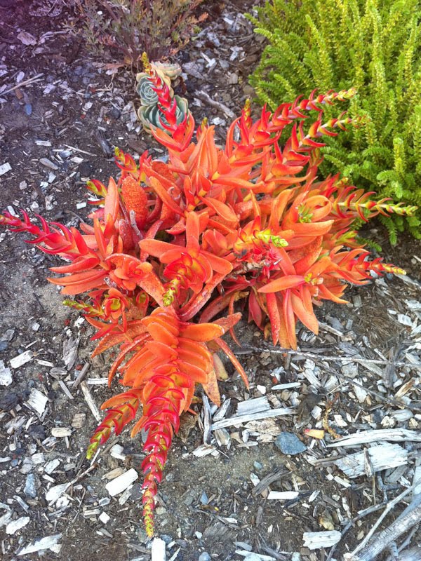 Plant Profile Crassula Capitella Campfire Western Garden