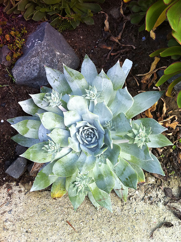 Pennsylvania Street Gardens: Plant profile: Dudleya