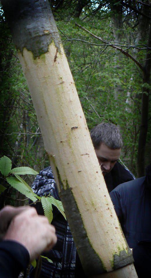 Where Wolves Run....: Making Bark Containers