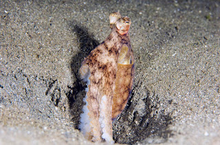 Everything Octopus: Atlantic Longarm Octopus Pictures