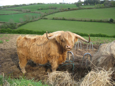 Introducing ... The Emo Cow AKA Highland Cattle | angloyankophile