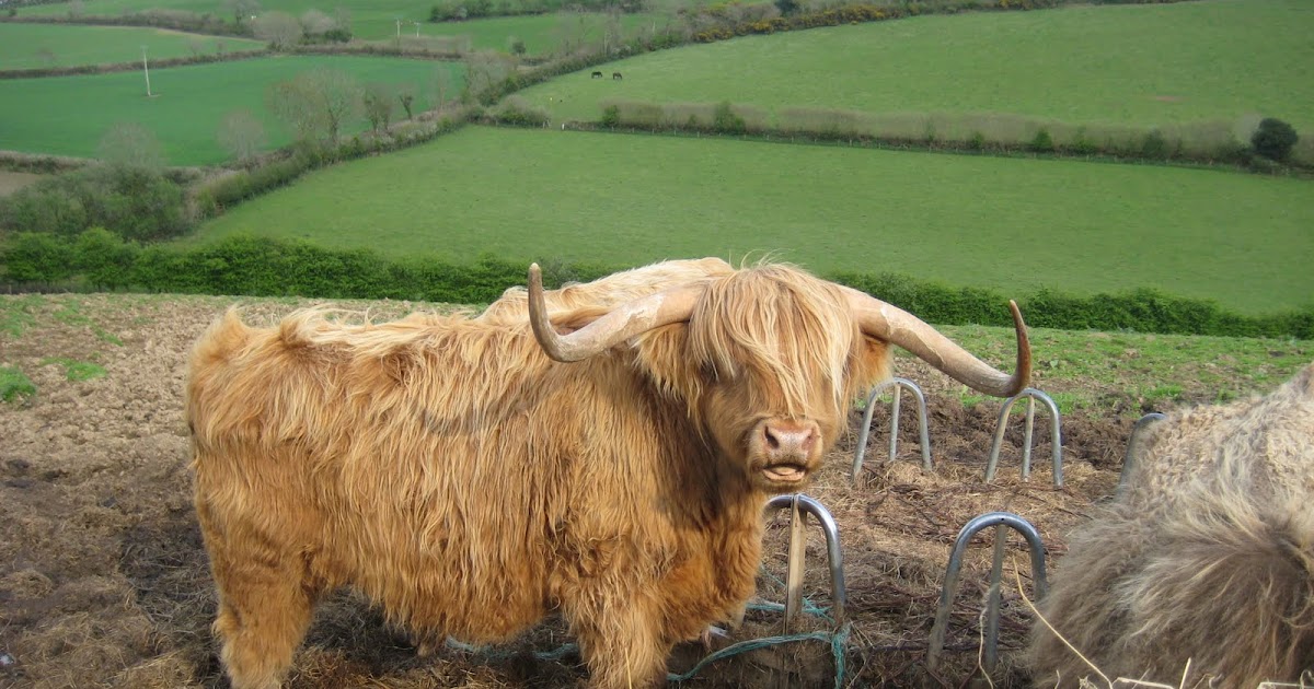 Introducing ... The Emo Cow AKA Highland Cattle | angloyankophile