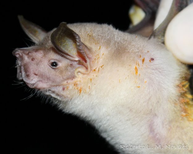 Morcegos do Brasil: Noctilio leporinus