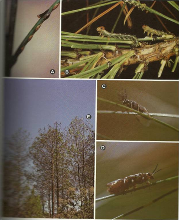 INSECTOS DEFOLIADORES. - Entomologia Forestal.