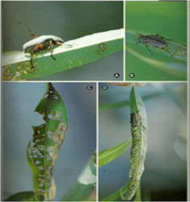 INSECTOS DEFOLIADORES. - Entomologia Forestal.