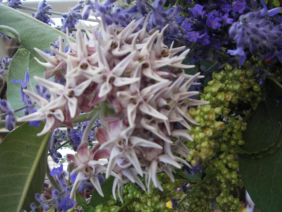 Floral Design: Robyns Purple Pokey inquiry