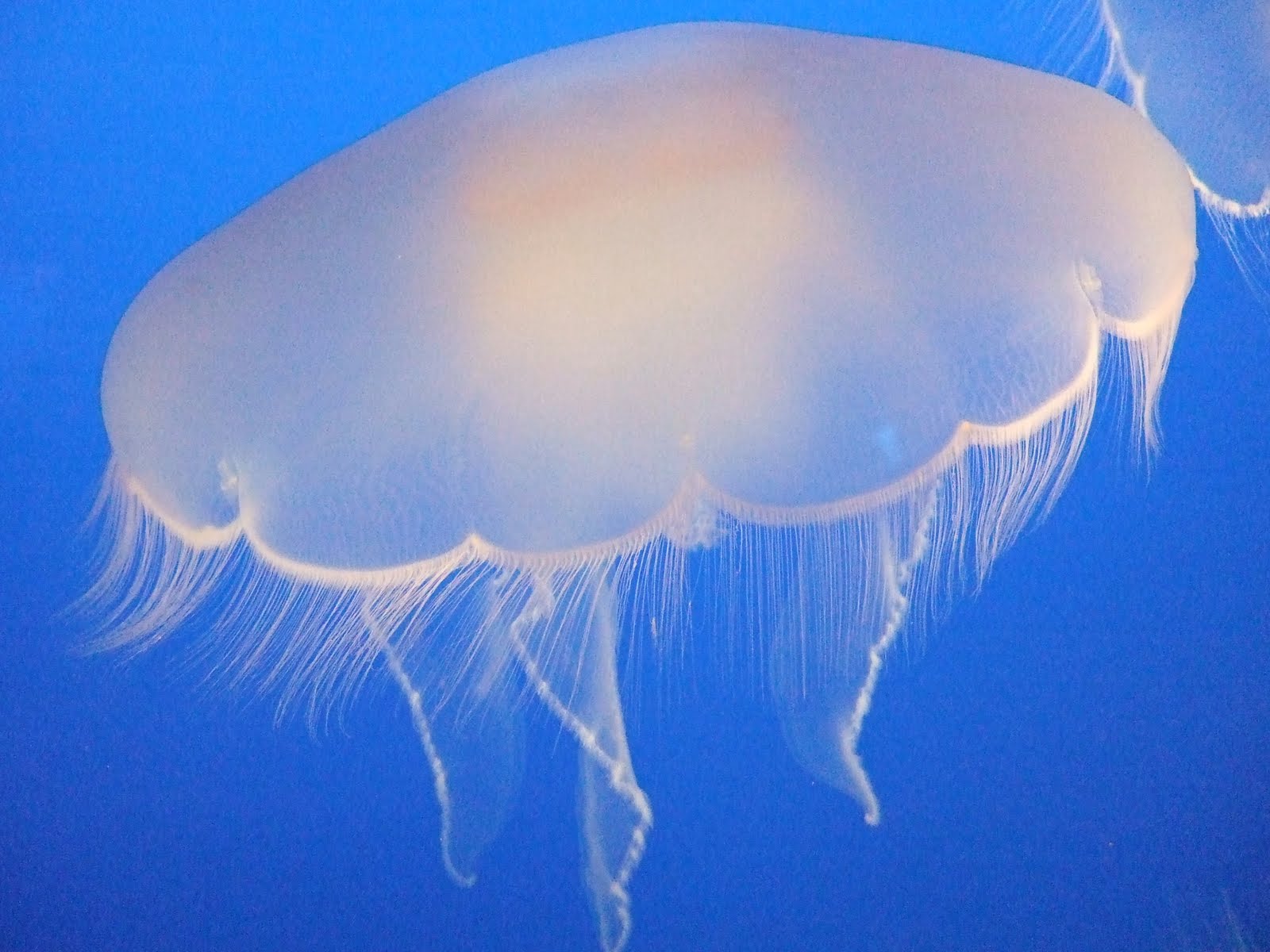 ACM: White jelly