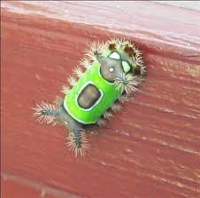 Stitchin' in Hitchins: Charlotte's Web and the Packsaddle Worm