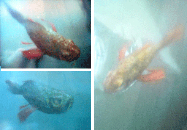 Catching Up: Playing Koi