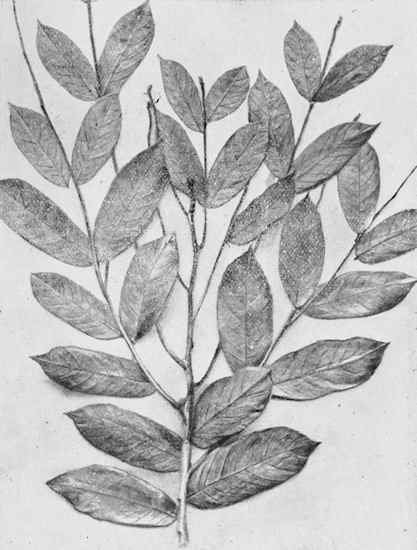 The Club of Compulsive Readers: El árbol venenoso de Macassar o Upas-Tree